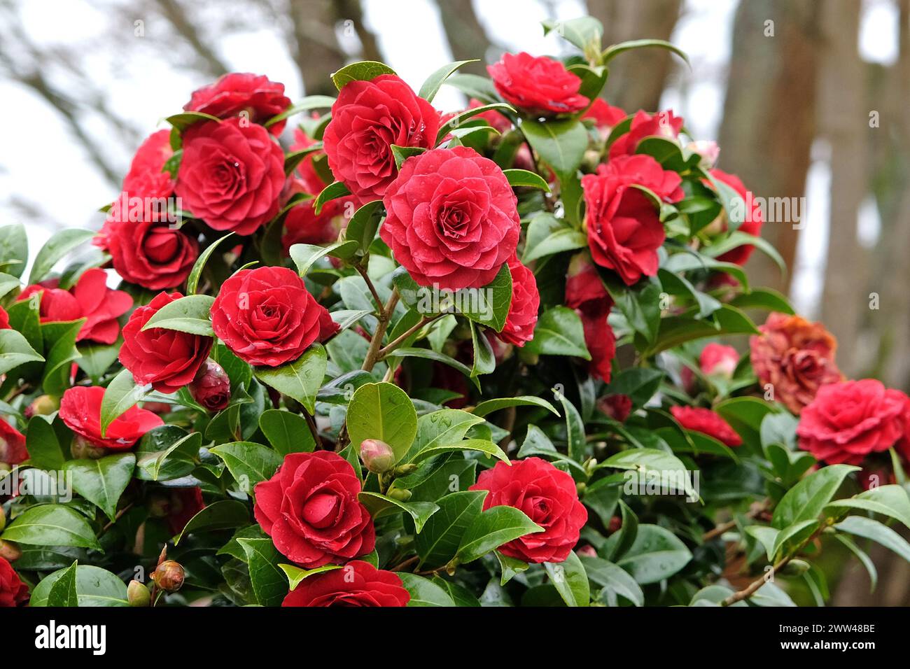 Red double Camellia japonica 'Black Tie' in flower Stock Photo - Alamy