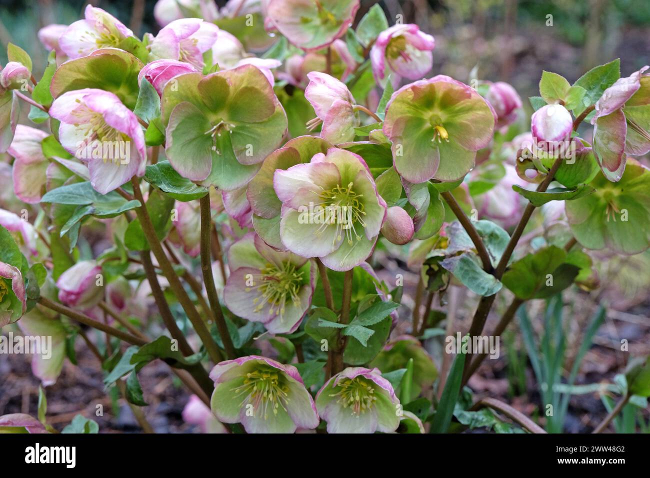 Green, pink and cream Helleborus, lenten rose hellebore, 'Glenda's ...