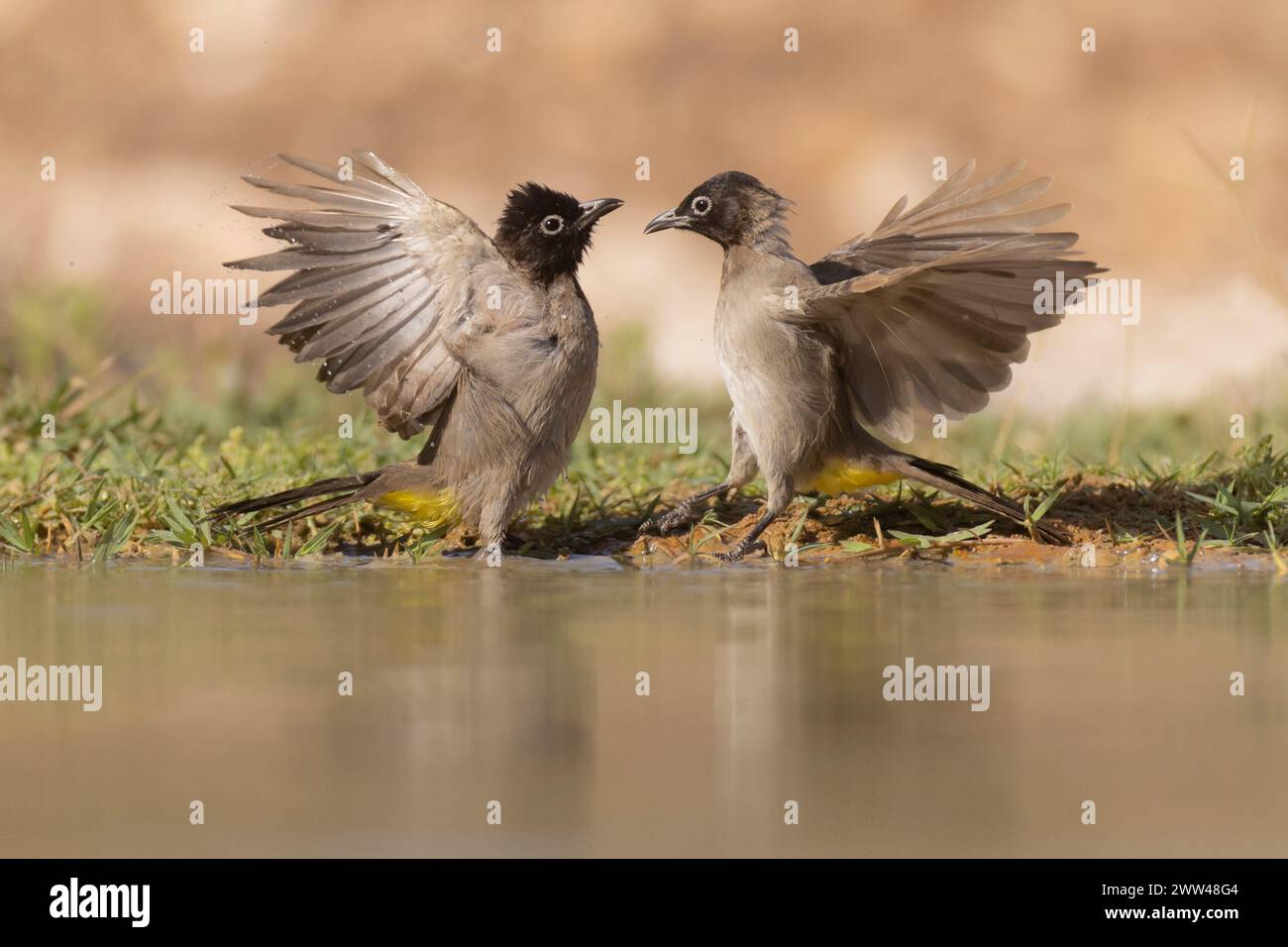 Yellow-vented Bulbul (Pycnonotus xanthopygos) Bathes in a water puddle ...
