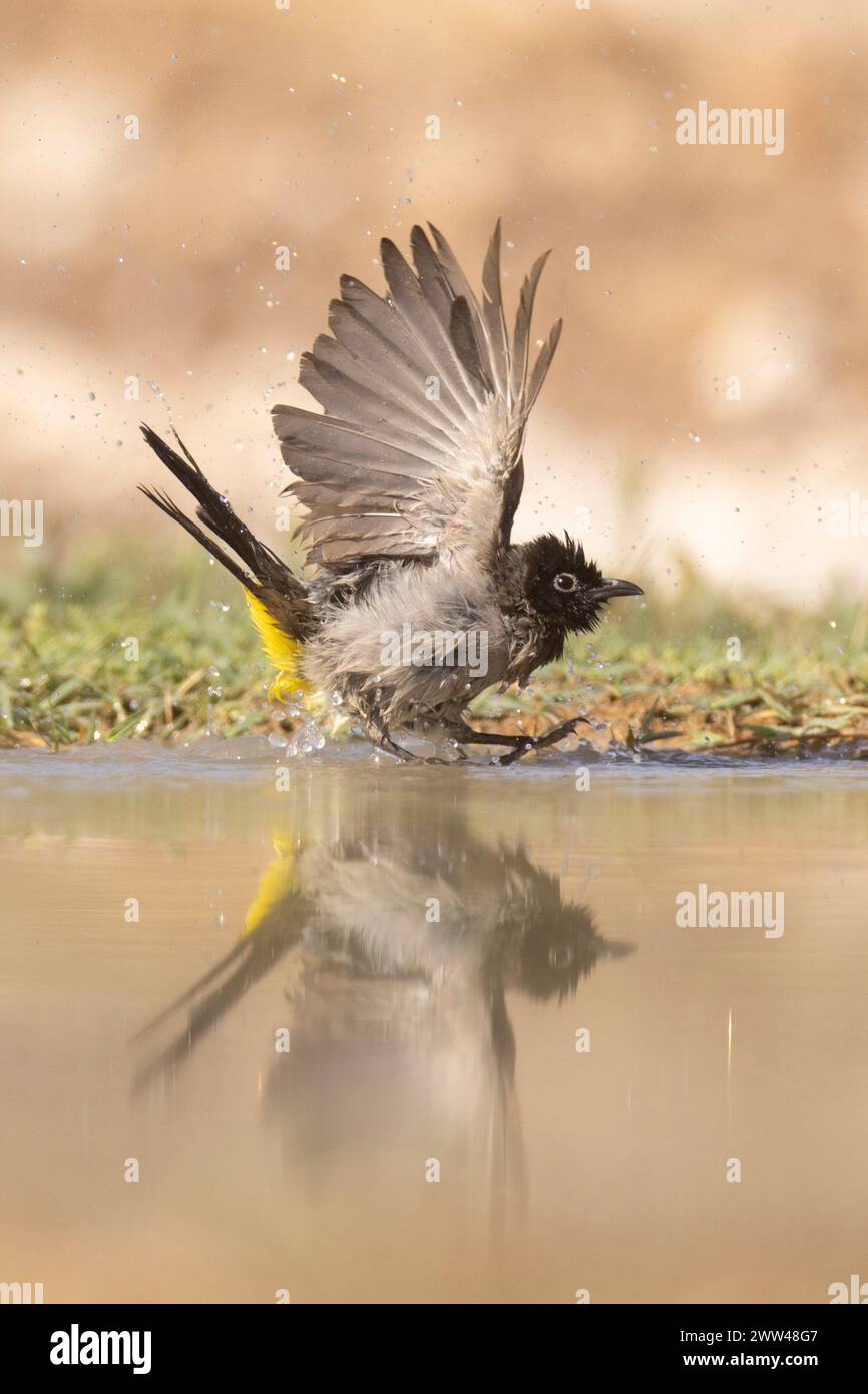 Yellow-vented Bulbul (Pycnonotus xanthopygos) Bathes in a water puddle ...