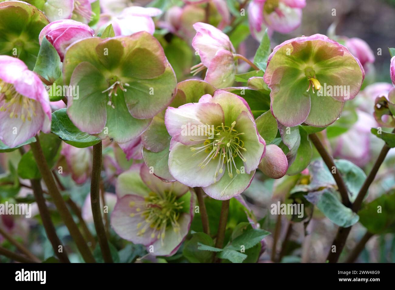 Green, pink and cream Helleborus, lenten rose hellebore, 'Glenda's ...