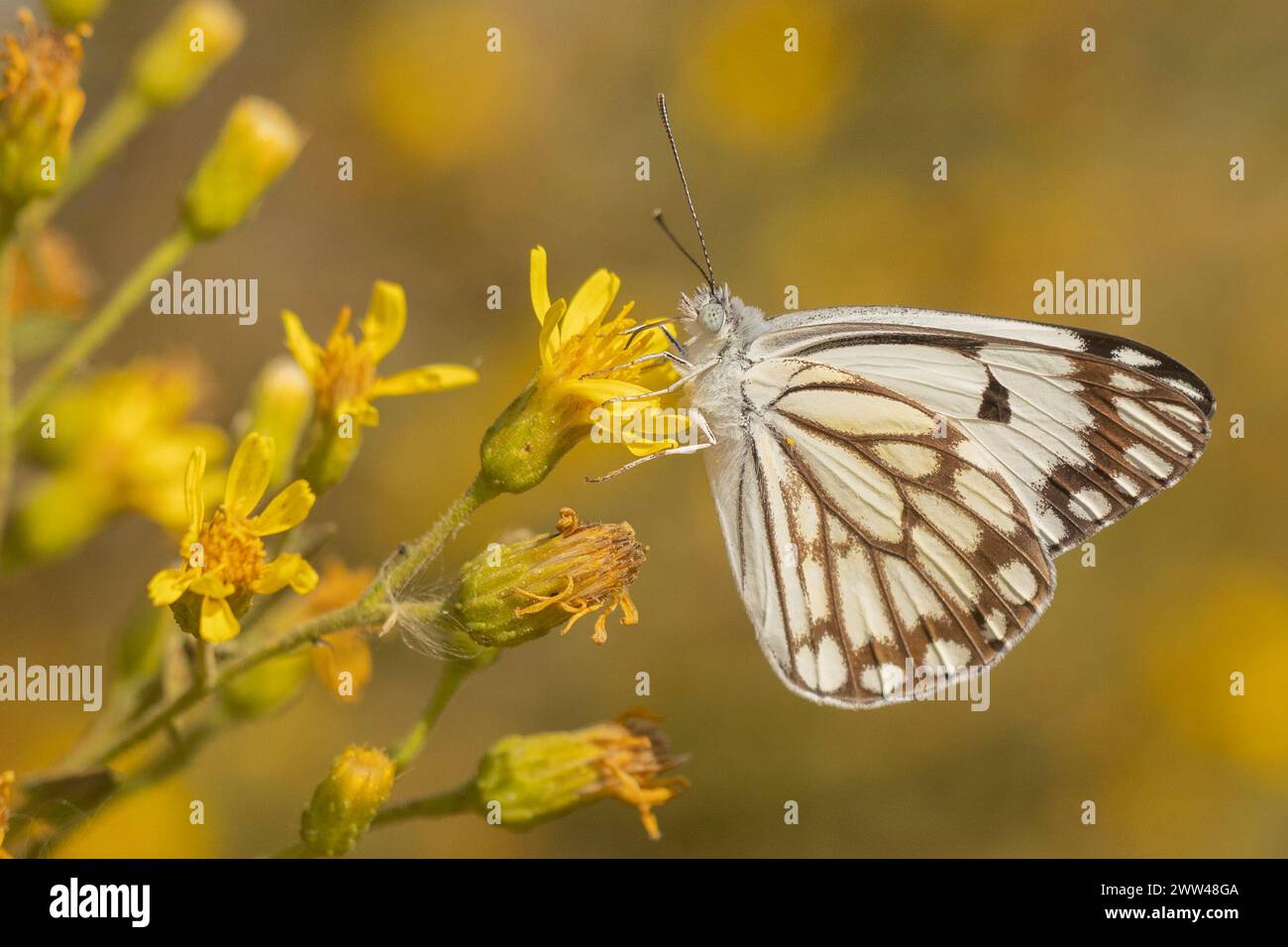 Brown-veined white butterfly (Belenois aurota) Also known as pioneer or ...