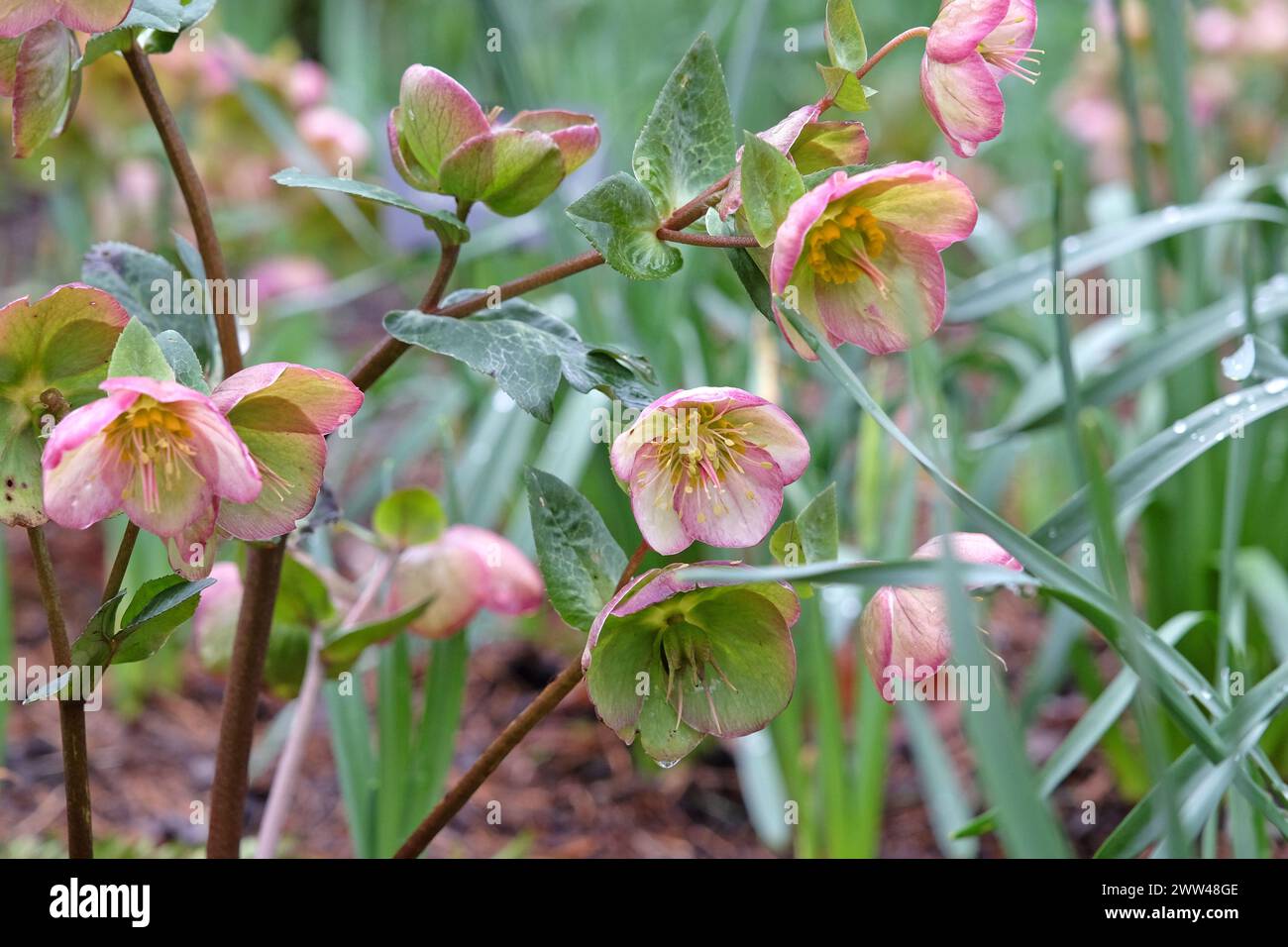 Green, pink and cream Helleborus, lenten rose hellebore, 'Glenda's ...