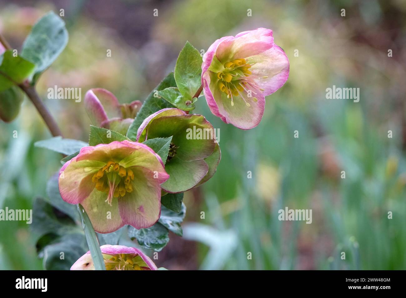 Green, pink and cream Helleborus, lenten rose hellebore, 'Glenda's ...