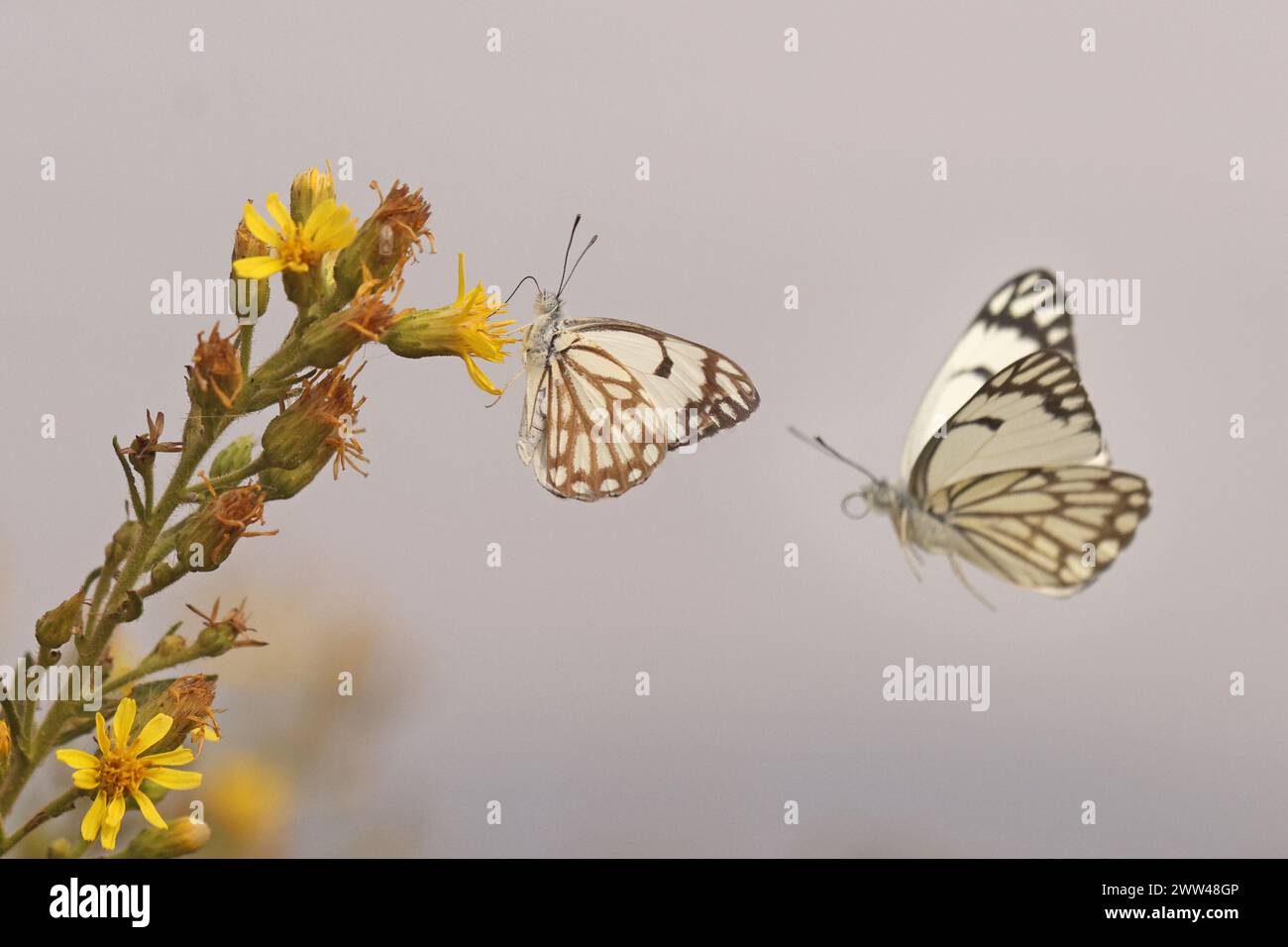 Brown-veined white butterflies (Belenois aurota) Also known as pioneer ...