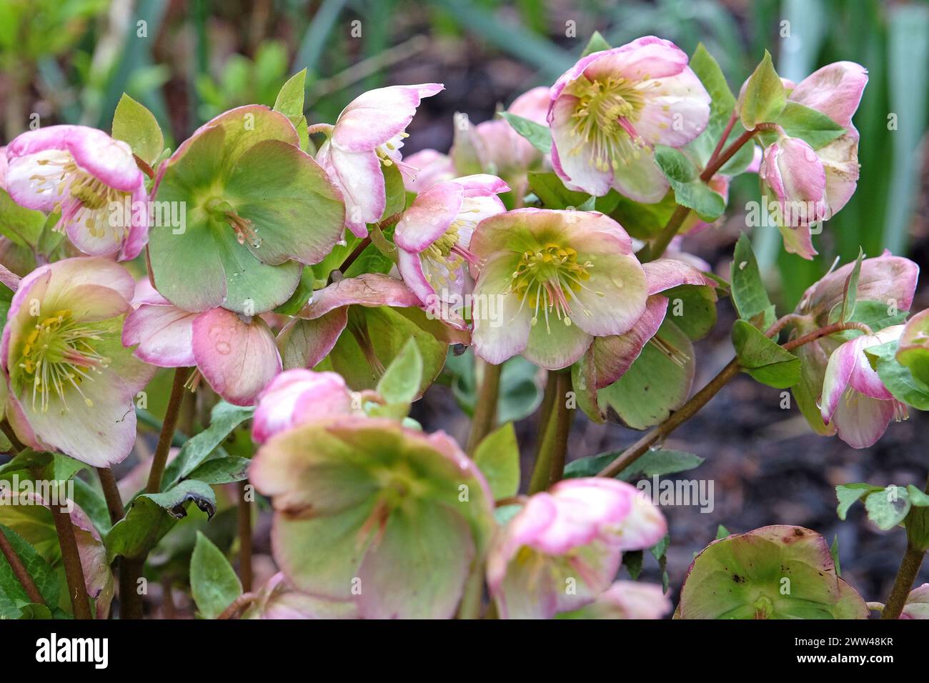 Green, pink and cream Helleborus, lenten rose hellebore, 'Glenda's ...