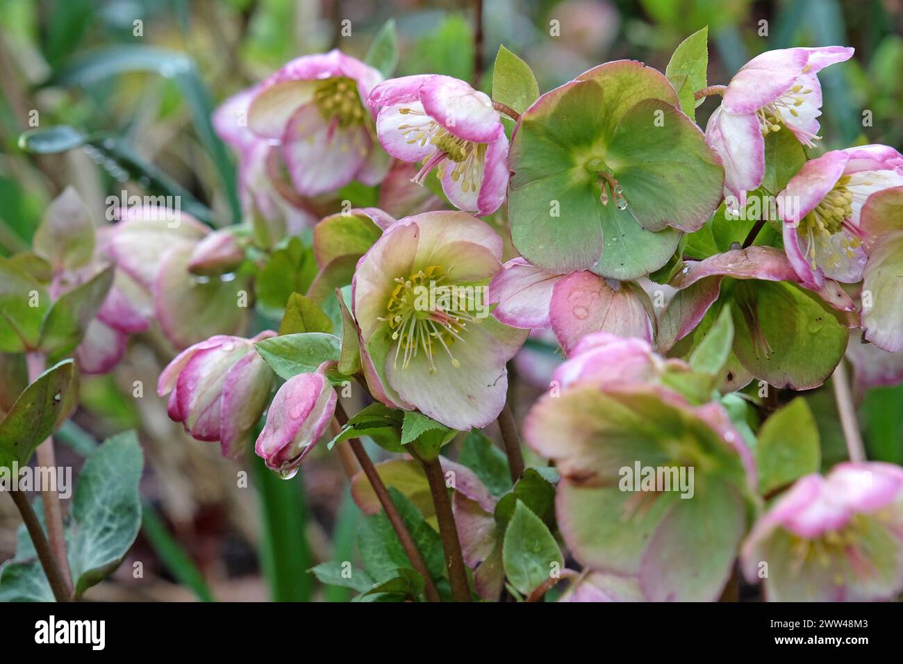 Green, pink and cream Helleborus, lenten rose hellebore, 'Glenda's ...