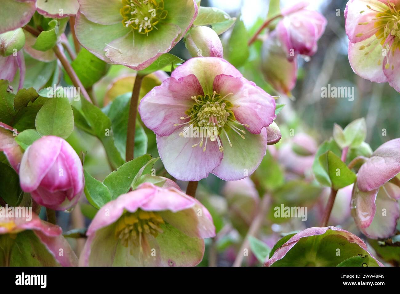 Green, pink and cream Helleborus, lenten rose hellebore, 'Glenda's ...