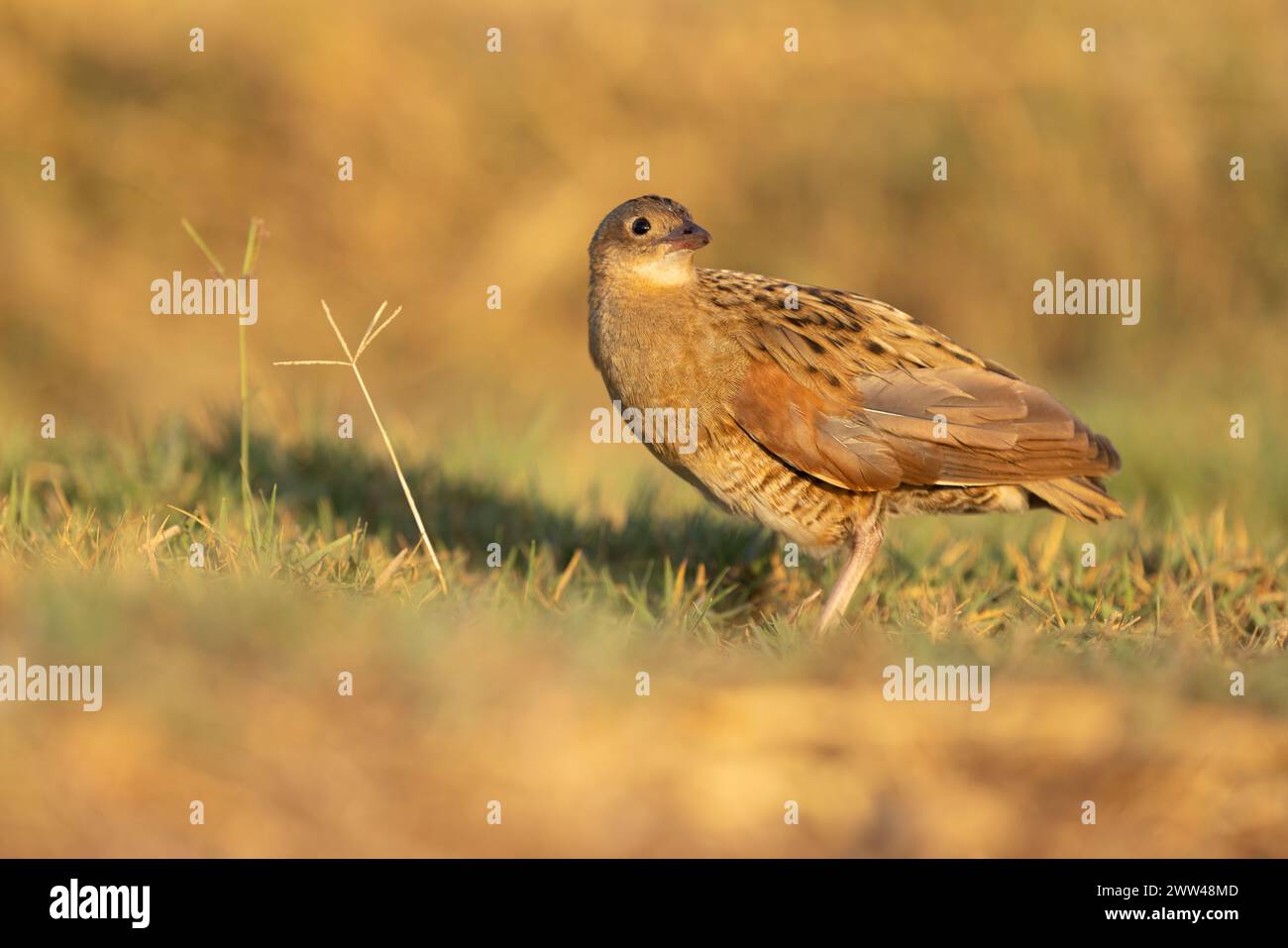 The corncrake (Crex crex) breeds in Europe and Asia as far east as ...