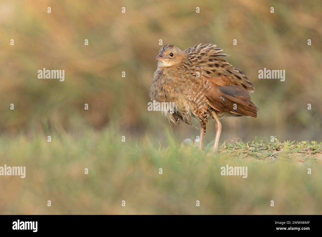 The corncrake (Crex crex) breeds in Europe and Asia as far east as ...