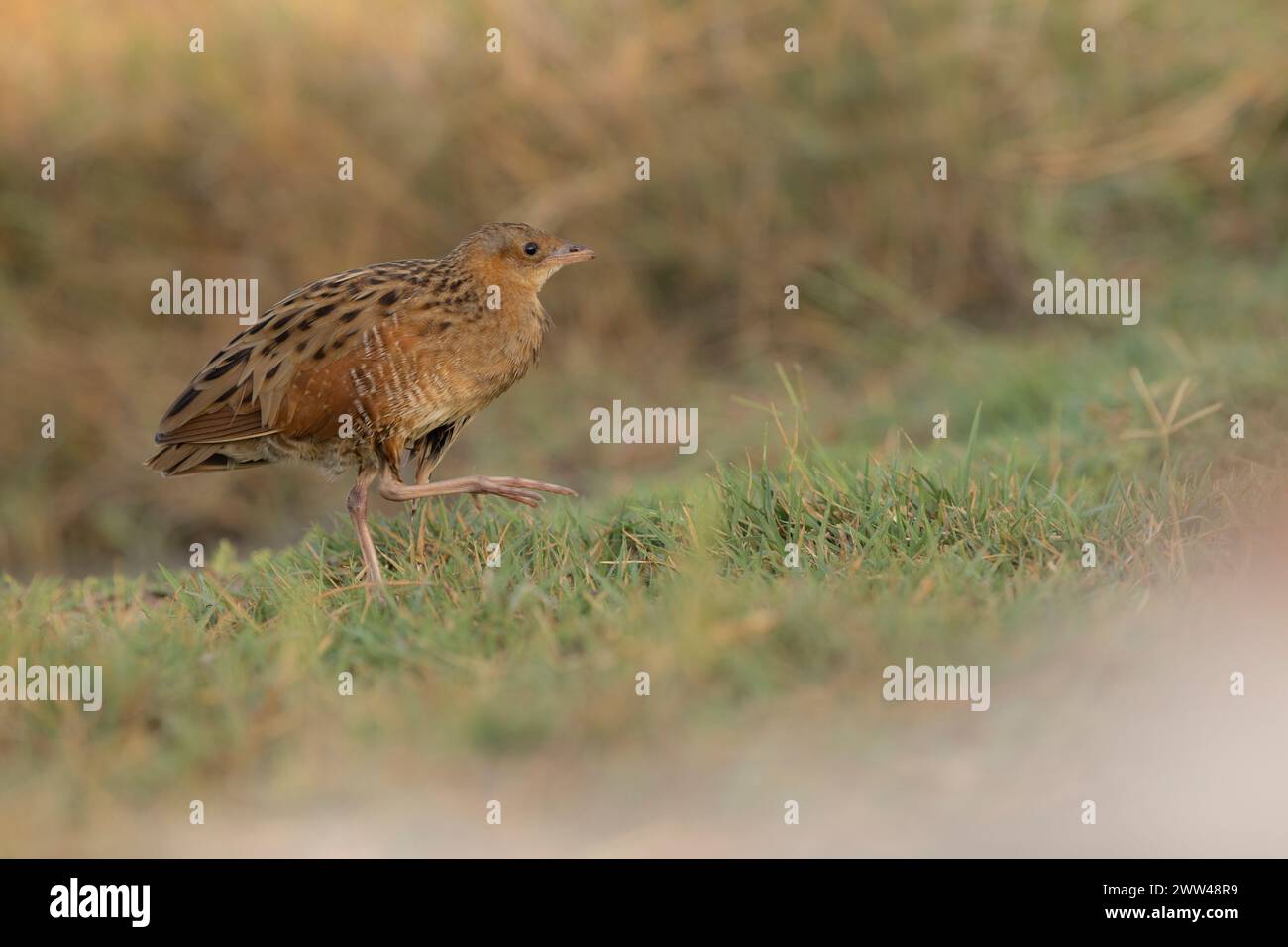 The corncrake (Crex crex) breeds in Europe and Asia as far east as ...