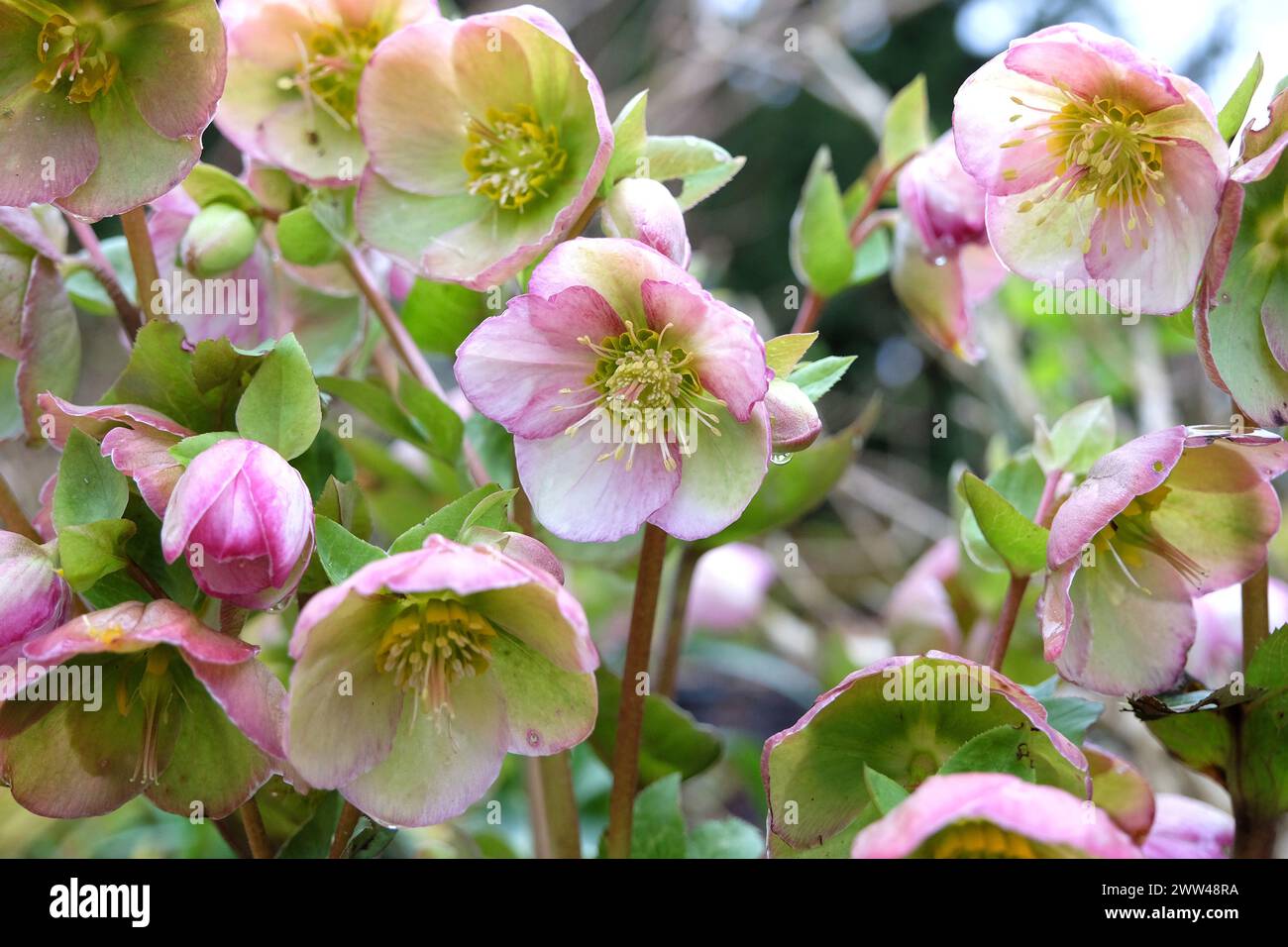 Green, pink and cream Helleborus, lenten rose hellebore, 'Glenda's ...