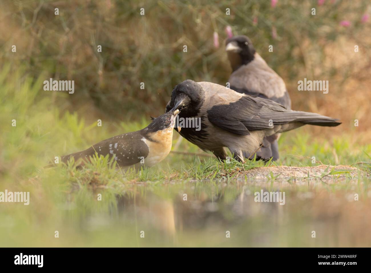 great spotted cuckoo (Clamator glandarius) Being fed by a Hooded crow ...