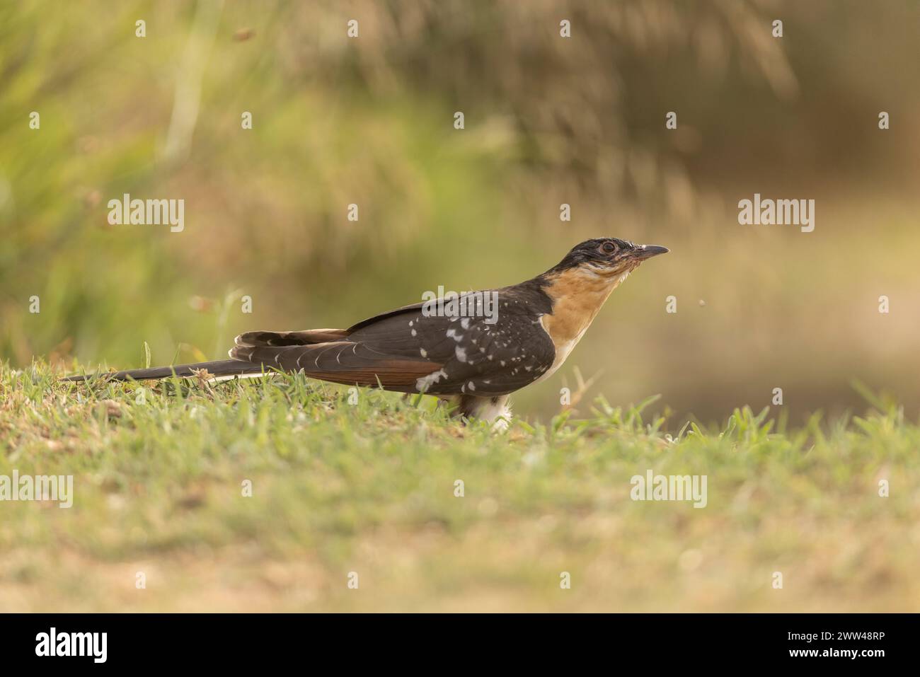 The great spotted cuckoo (Clamator glandarius) is a member of the ...
