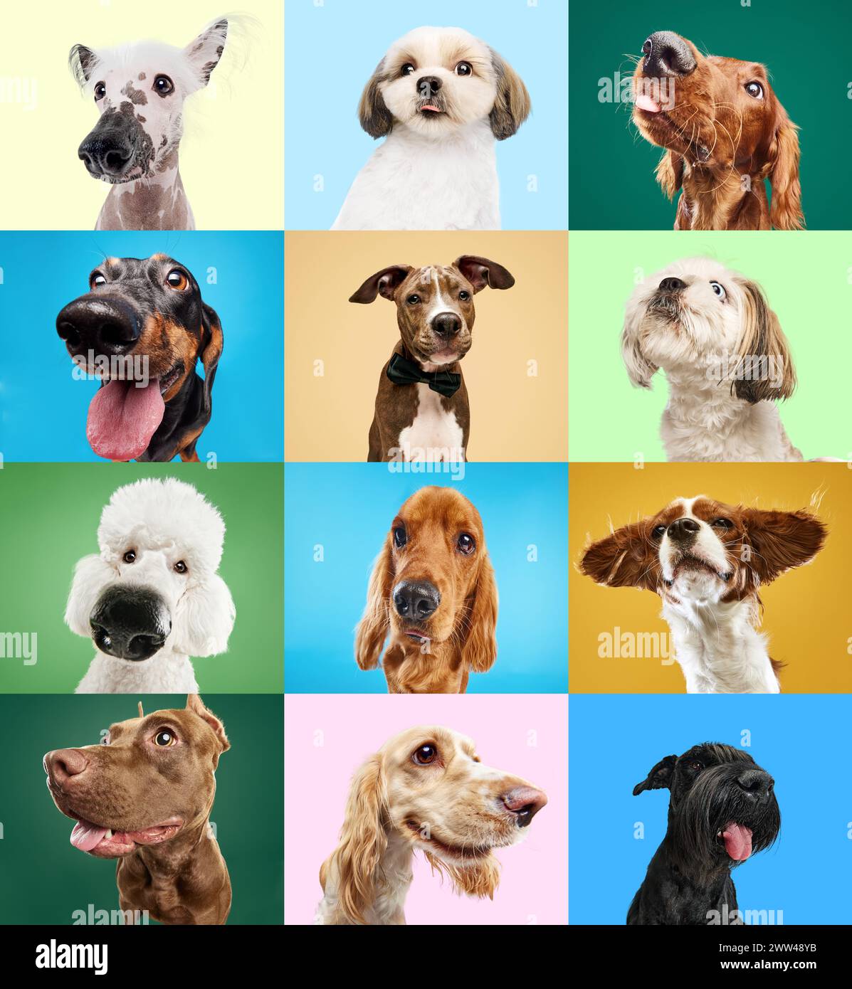 Collage made of different funny, adorable purebred dogs sniffing ...