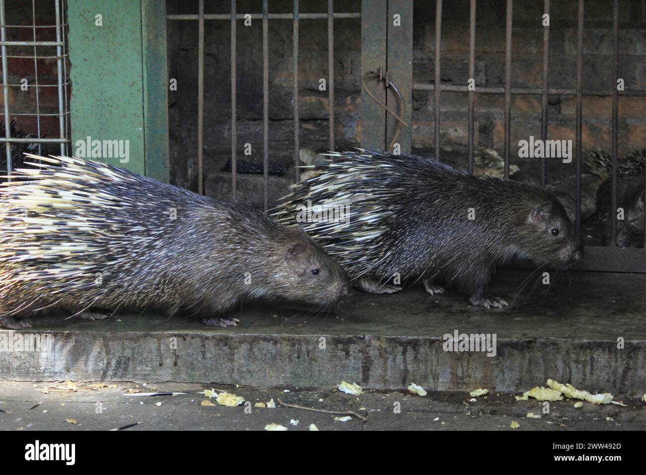Porcupine (Hystrix javanica) mammal known to have a defense system from threats by raising ...