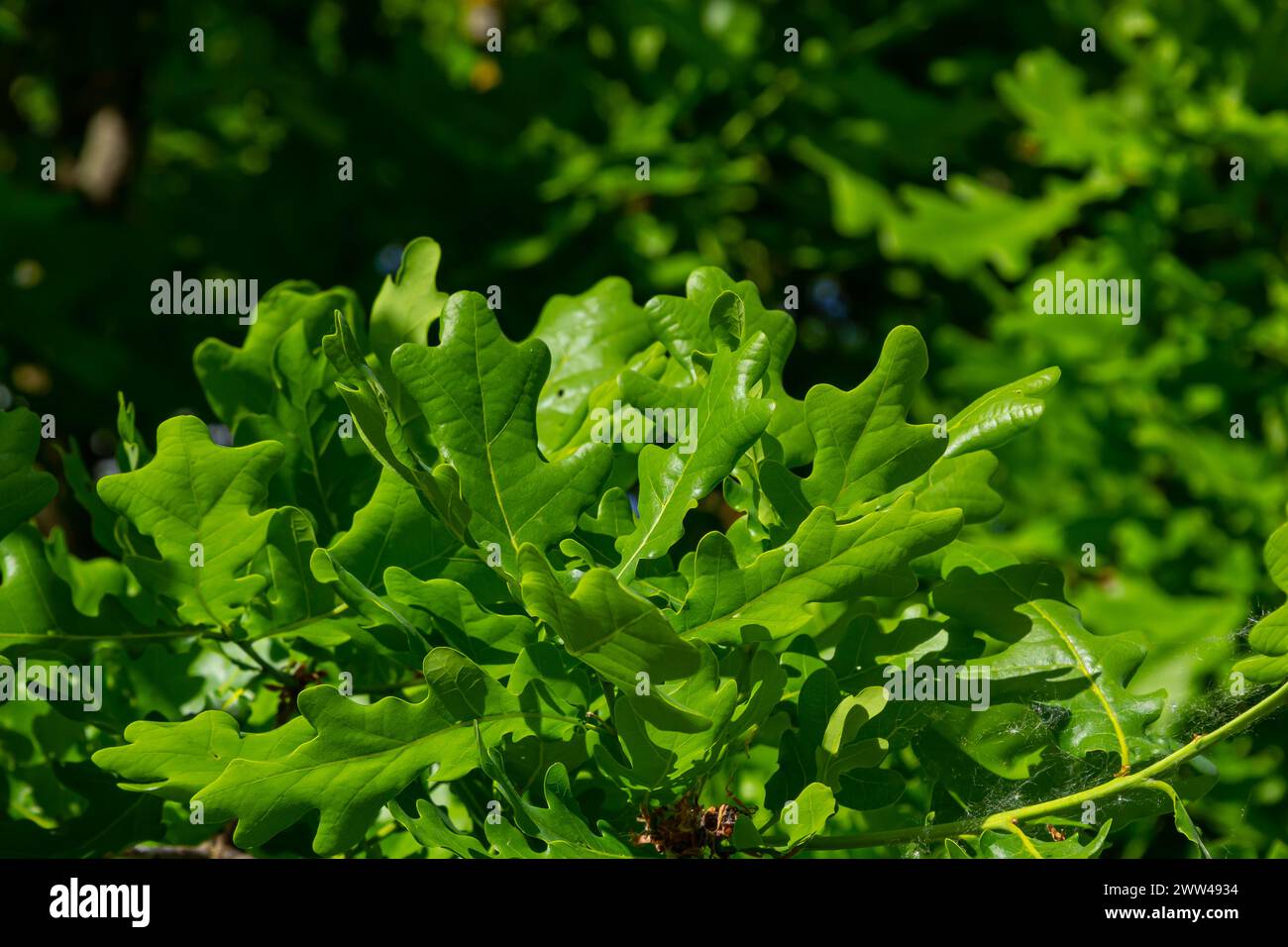 Fresh oak leaves background hi-res stock photography and images - Alamy