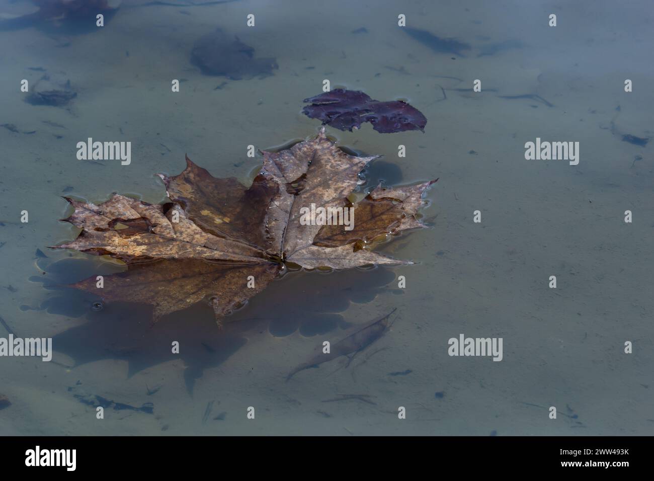Dry leaves submerged and floating in a pool of stagnant water, after ...