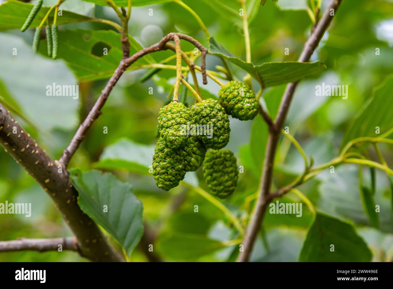 Speckled alders spread their seed through cone-like structures Stock ...