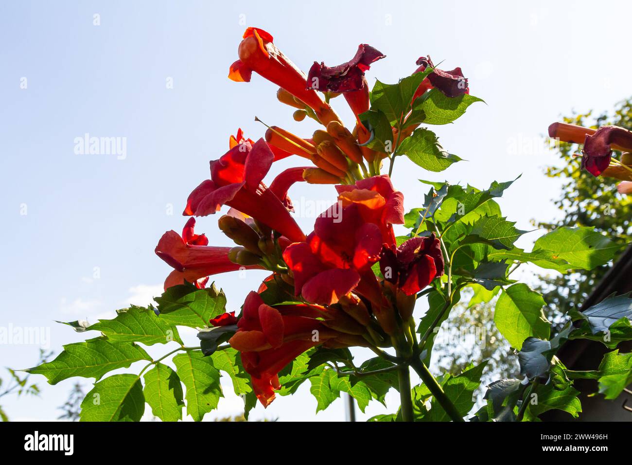 Beautiful red flowers of the trumpet vine or trumpet creeper Campsis ...