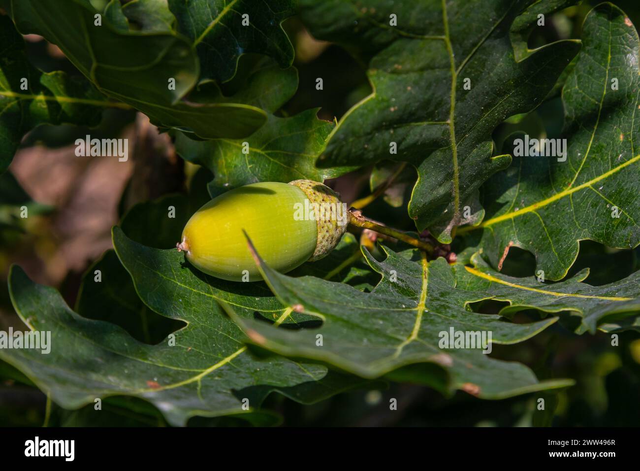 Acorns growing on oak tree hi-res stock photography and images - Alamy