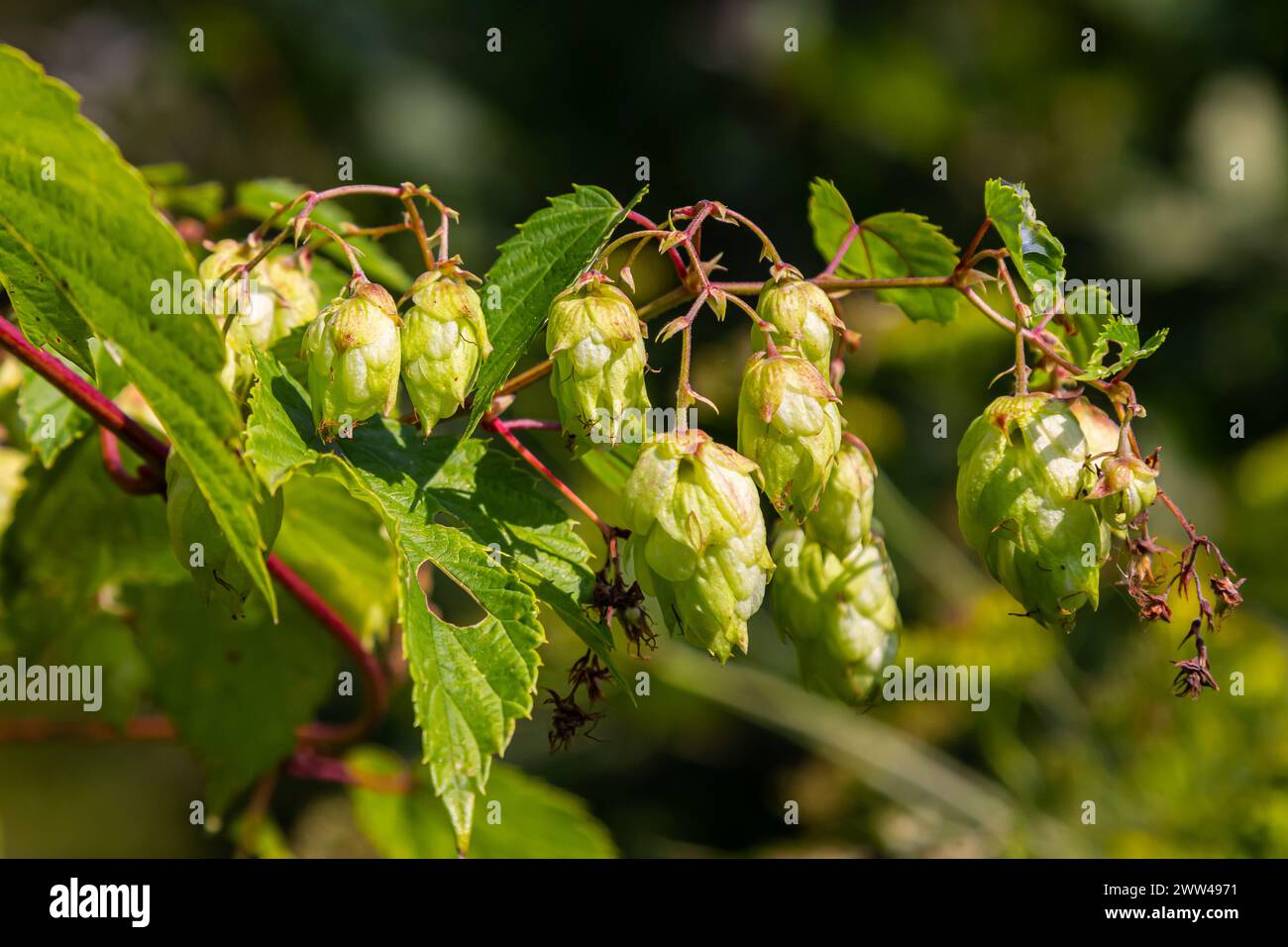 Hop stem humulus lupulus hi-res stock photography and images - Alamy