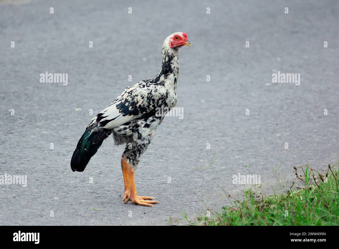 Chicken village hanging out on yard is developing more natural than ...