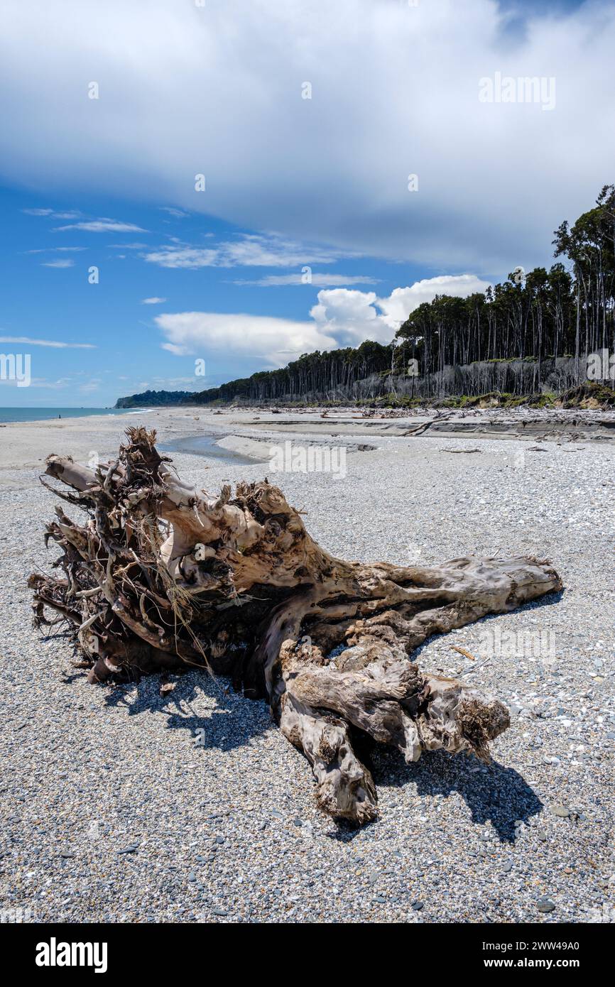Driftwood on the beach at Bruce Bay, South Island, New Zealand Stock ...