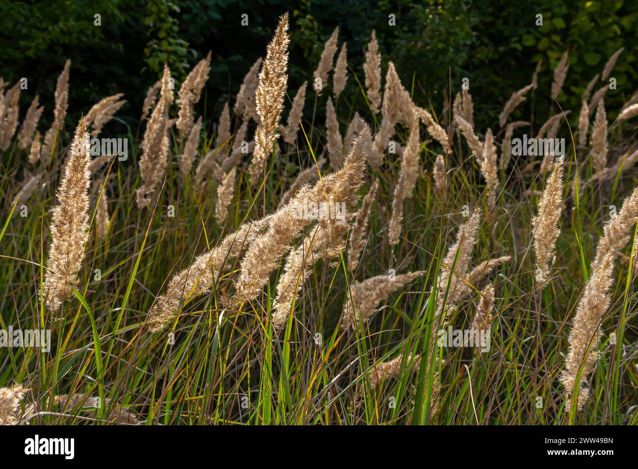 Inflorescence of wood small-reed Calamagrostis epigejos on a meadow ...
