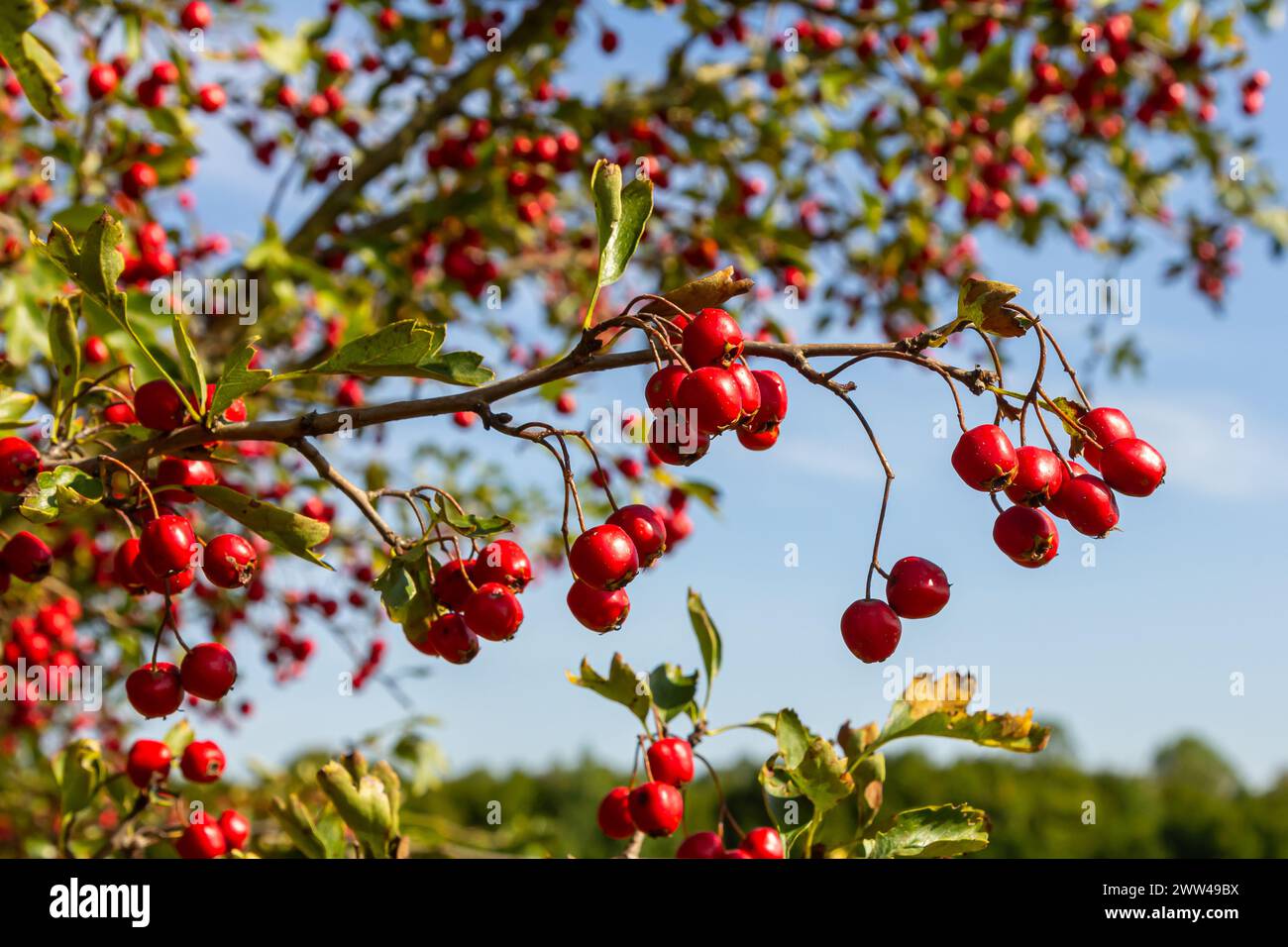Hawthorn red berries grow on a bush Stock Photo - Alamy