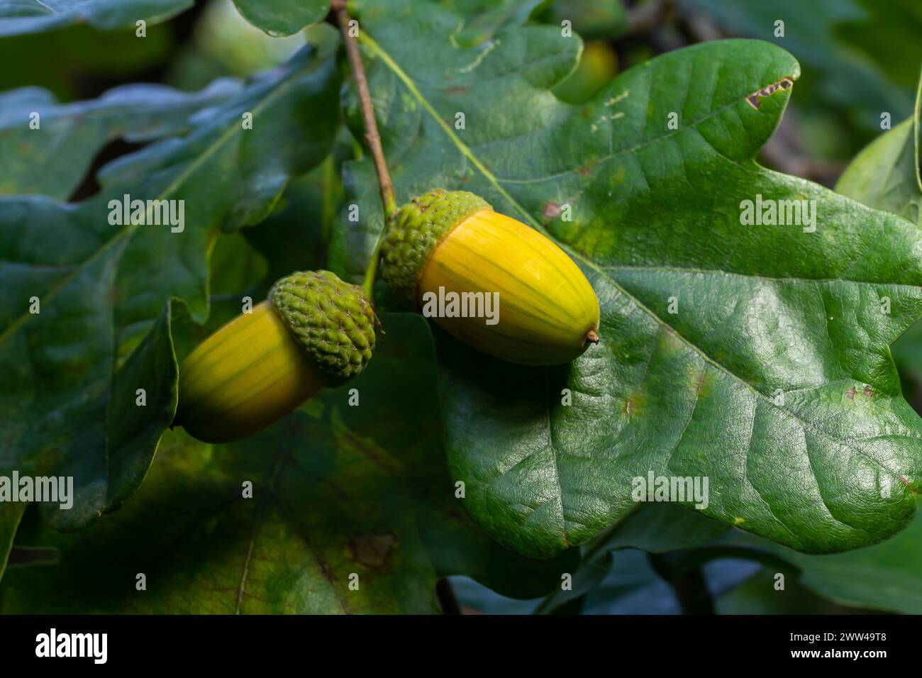 Acorns growing on oak tree hi-res stock photography and images - Alamy
