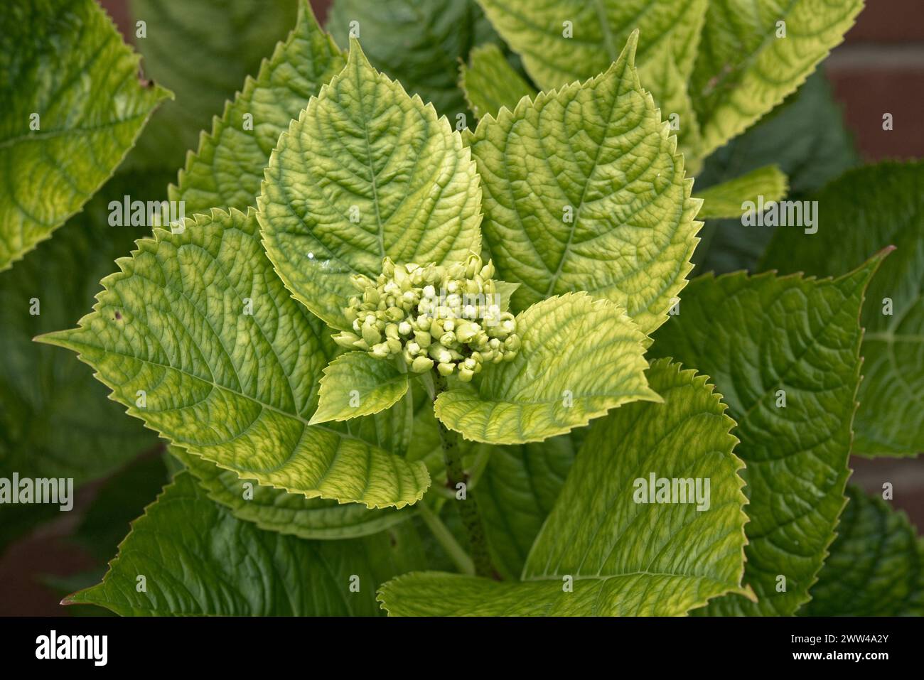 Lime induced iron deficiency causing yellowing and chlorosis on the leaves of a Hydrangea ...
