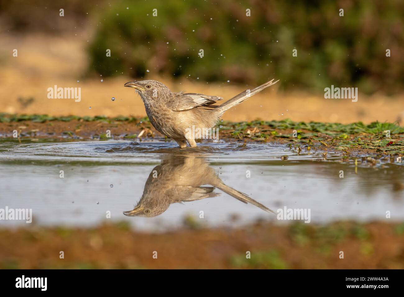 Arabian babbler near water The Arabian babbler (Argya squamiceps) is a ...