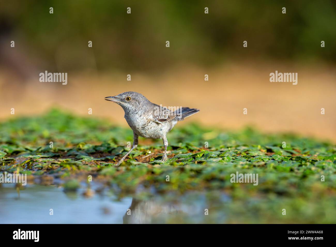 barred warbler near water The barred warbler (Curruca nisoria) is a ...