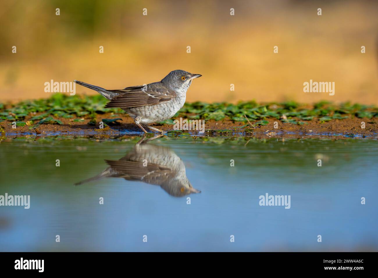 barred warbler near water The barred warbler (Curruca nisoria) is a ...