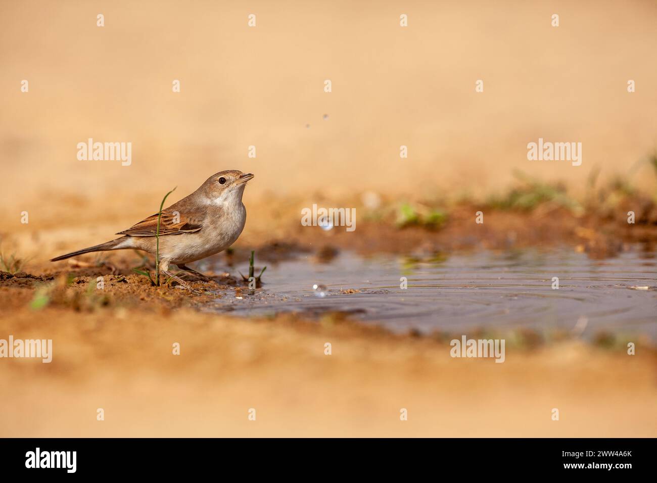 The common whitethroat or greater whitethroat (Curruca communis) is a ...