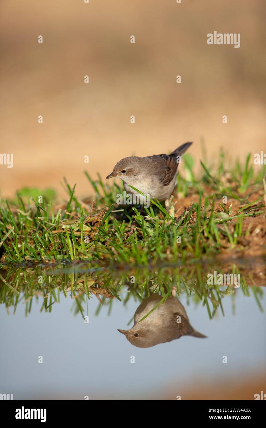 The common whitethroat or greater whitethroat (Curruca communis) is a ...