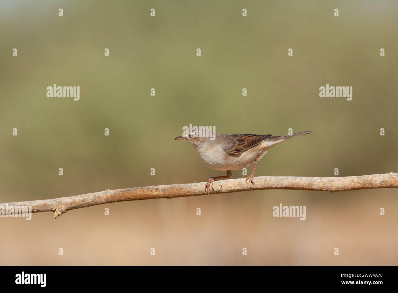 The common whitethroat or greater whitethroat (Curruca communis) is a ...