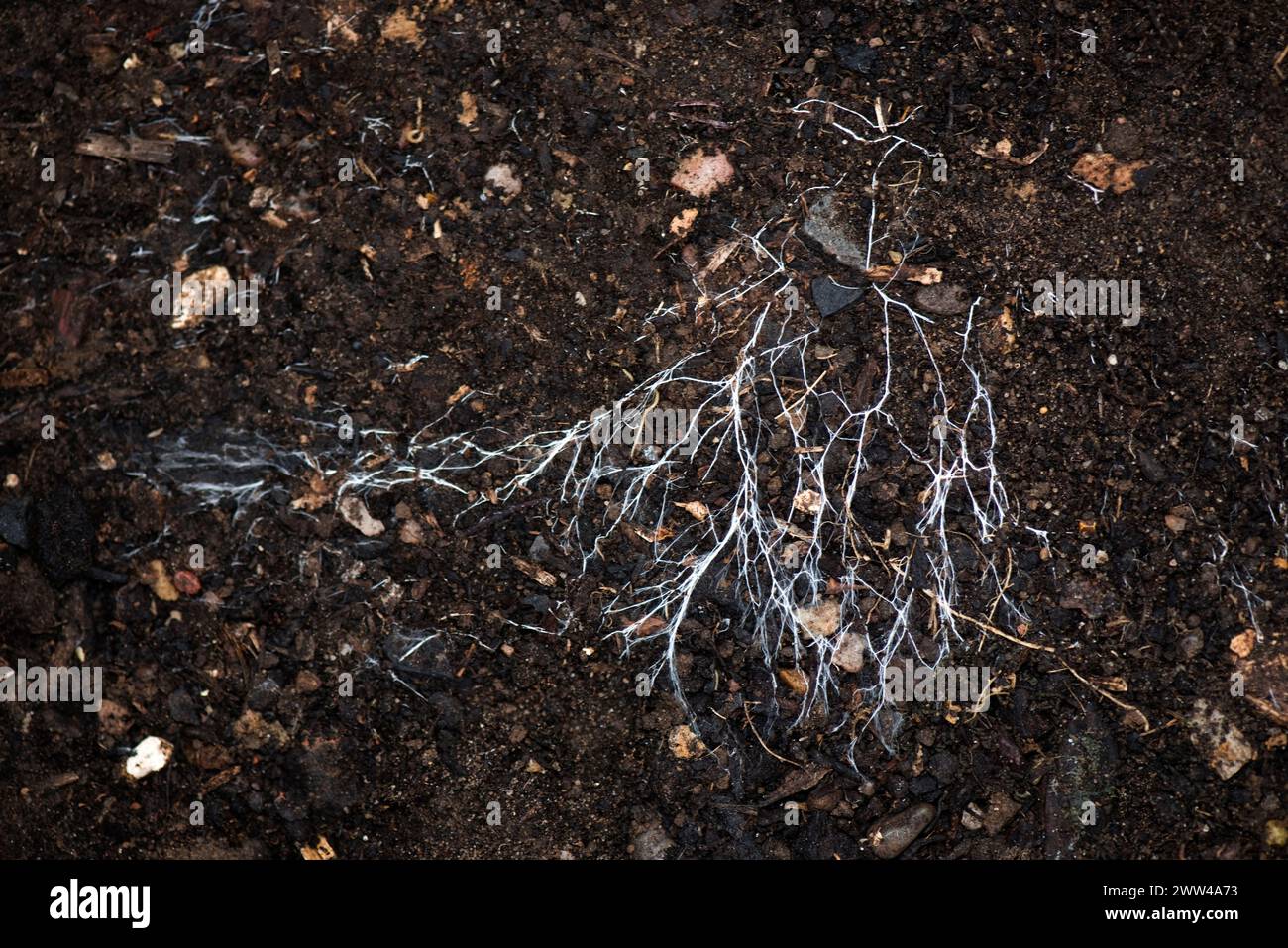 Mycorrhiza tree hi-res stock photography and images - Alamy