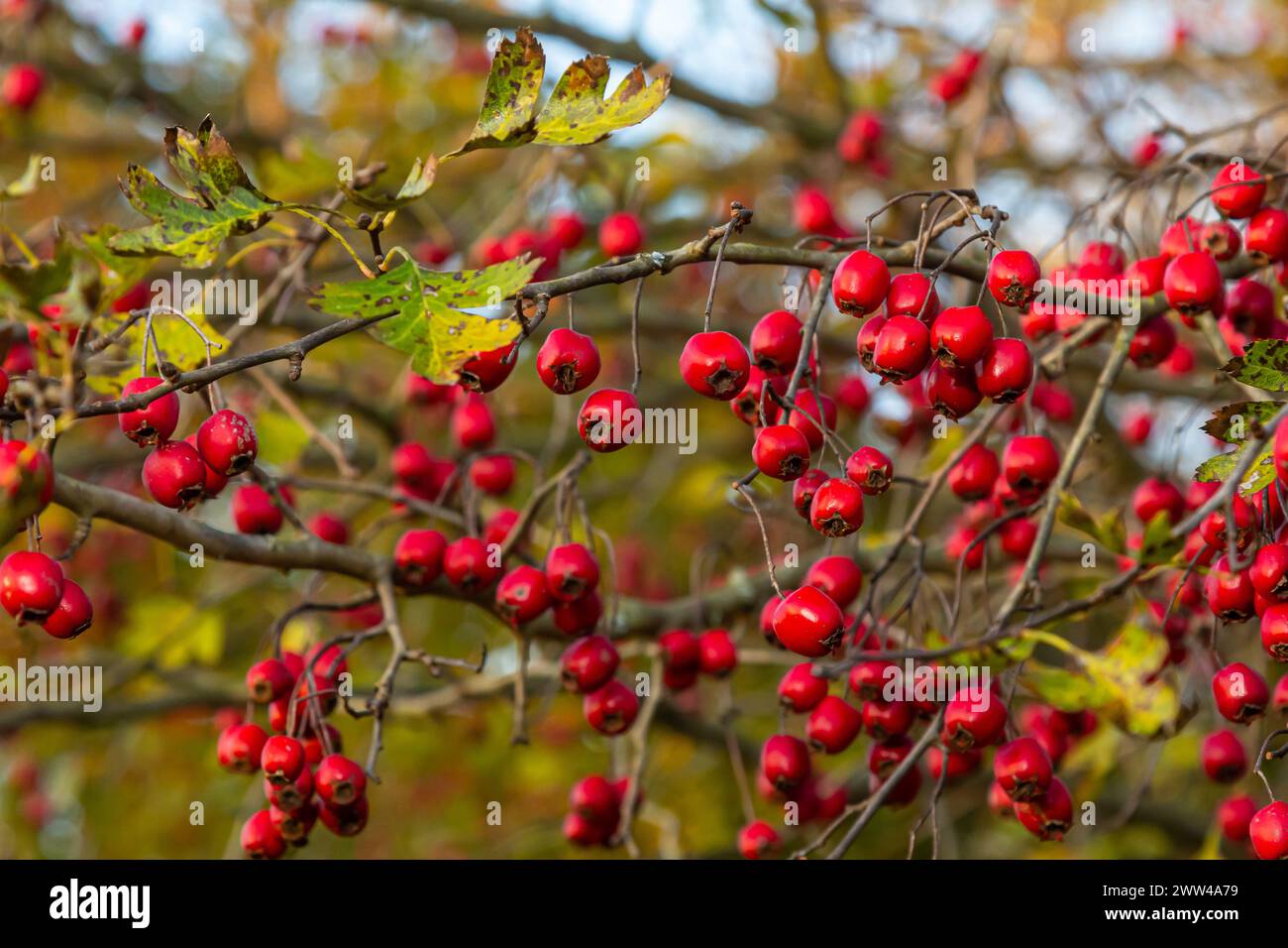Red bush twig hi-res stock photography and images - Alamy