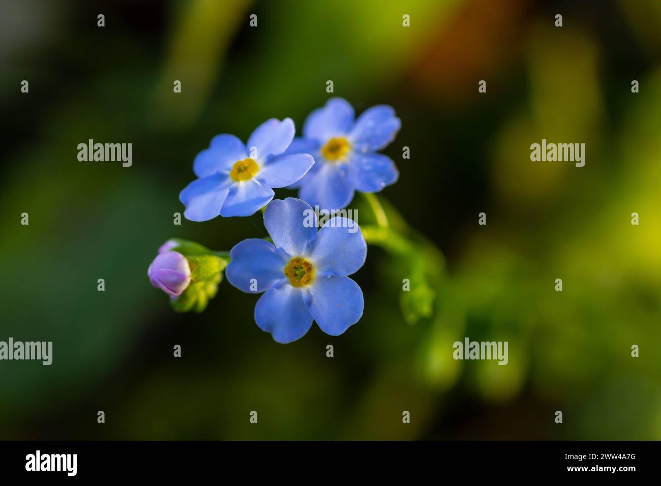 The blue flowers forget-me-not plant Stock Photo - Alamy