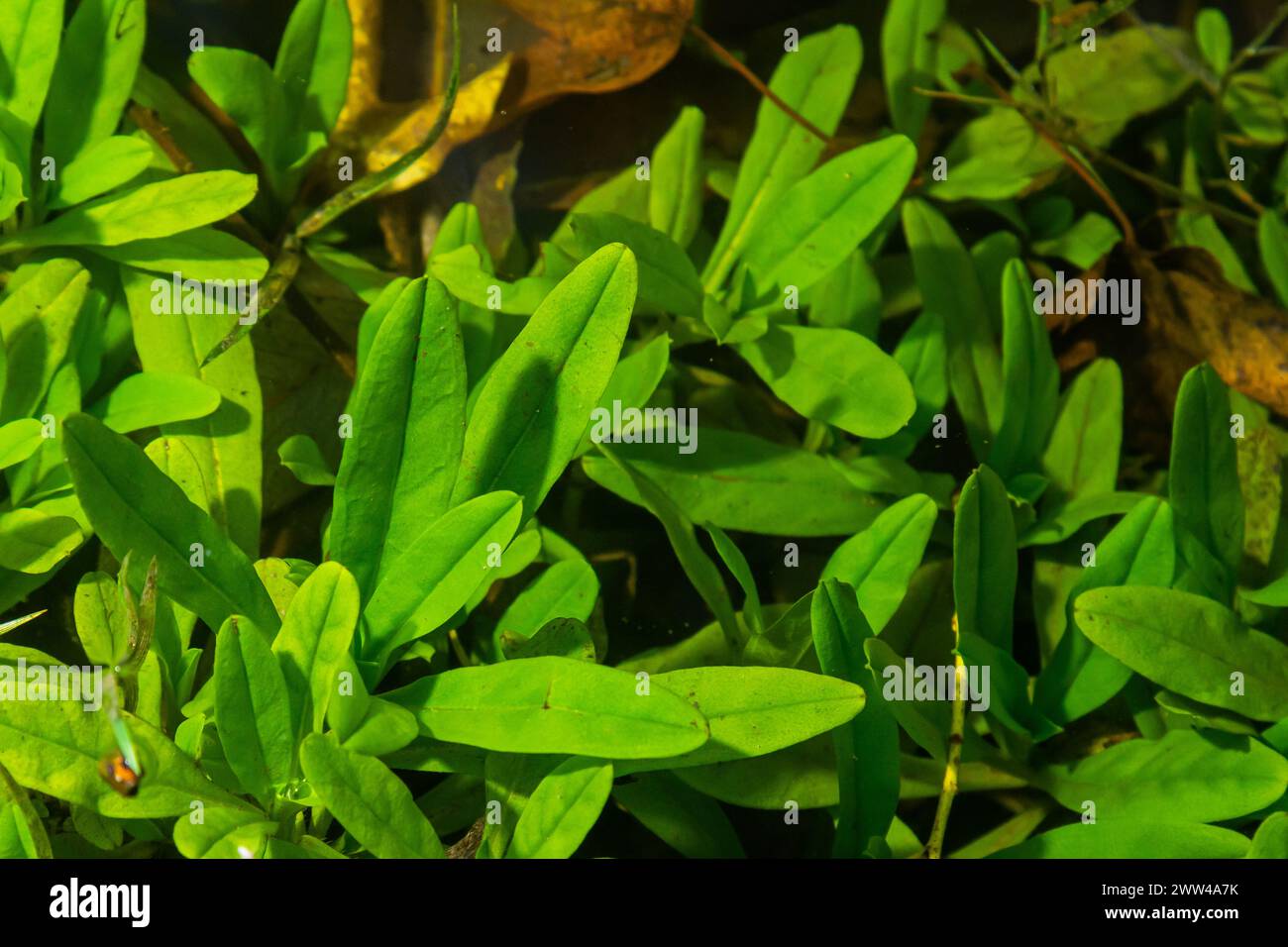 Green algae covered granite boulder in a riverbed. Background and ...