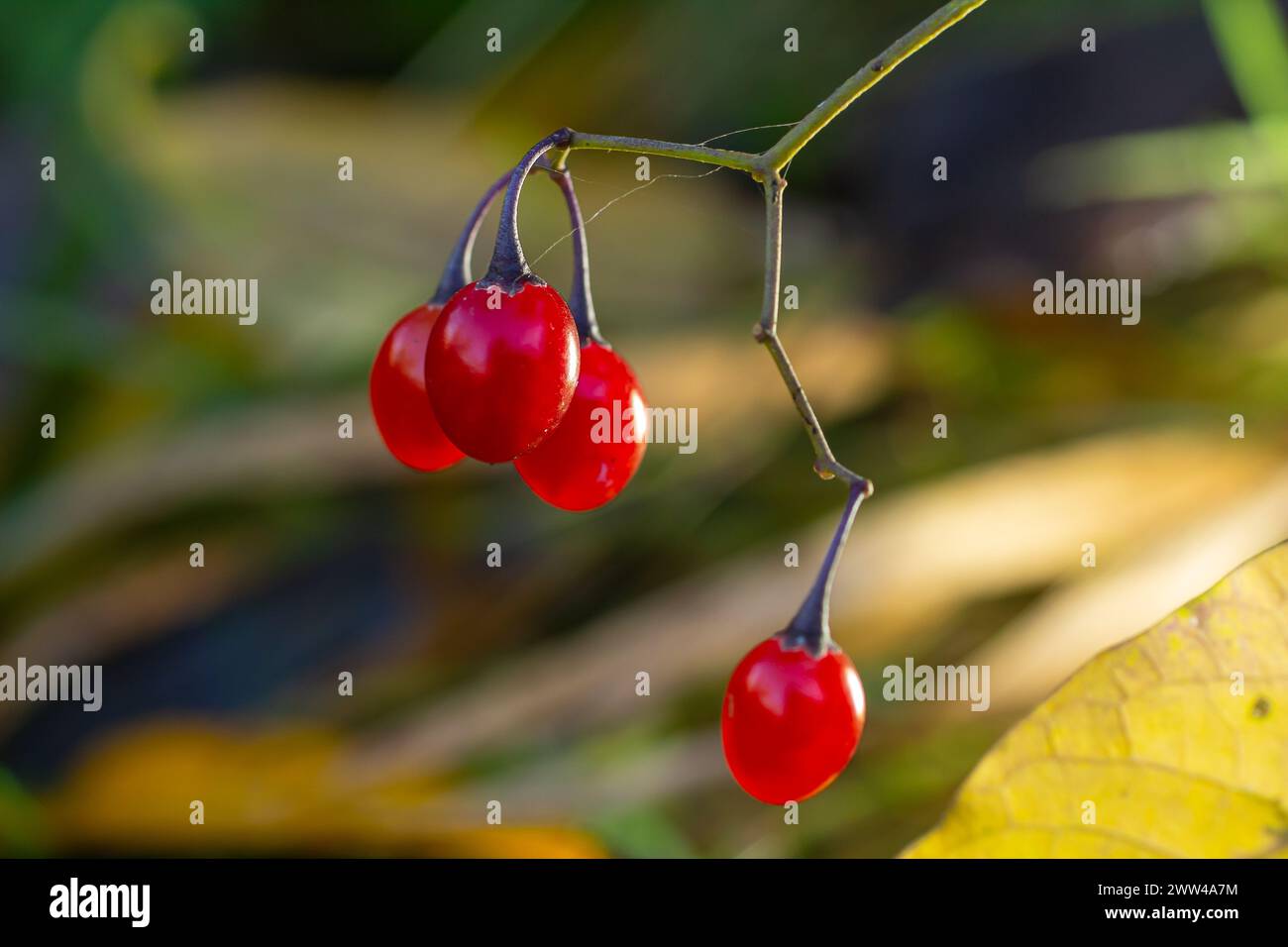 Climbing nightshade hi-res stock photography and images - Alamy