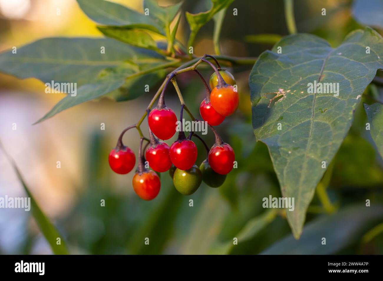 Climbing nightshade hi-res stock photography and images - Alamy