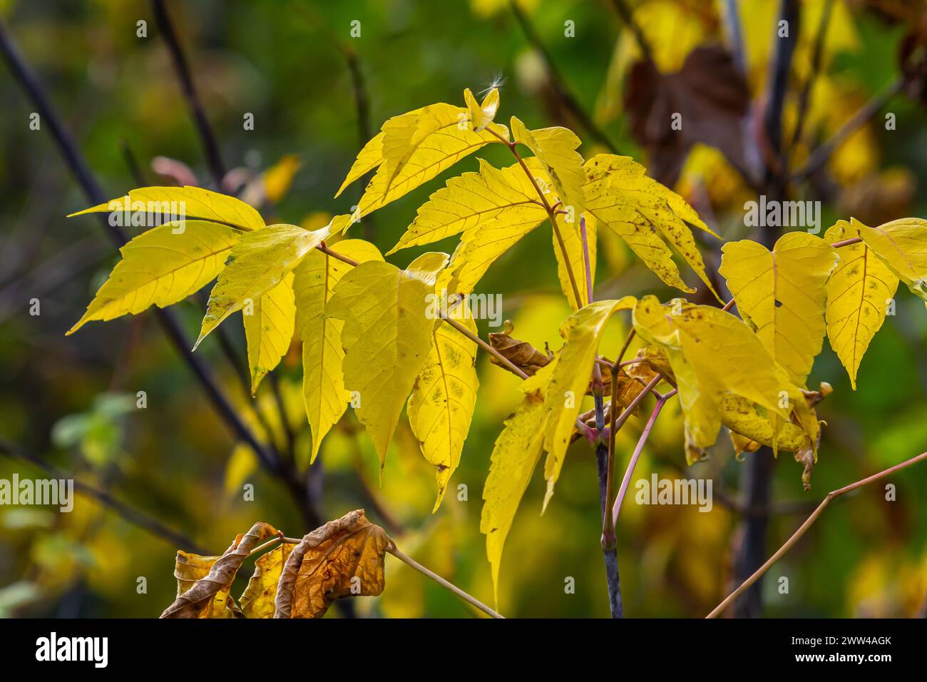 Autumnal leaves of an ash-leaved maple Acer negundo tree in the autumn ...