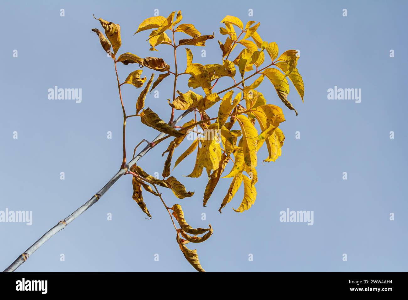 Autumnal leaves of an ash-leaved maple Acer negundo tree in the autumn ...