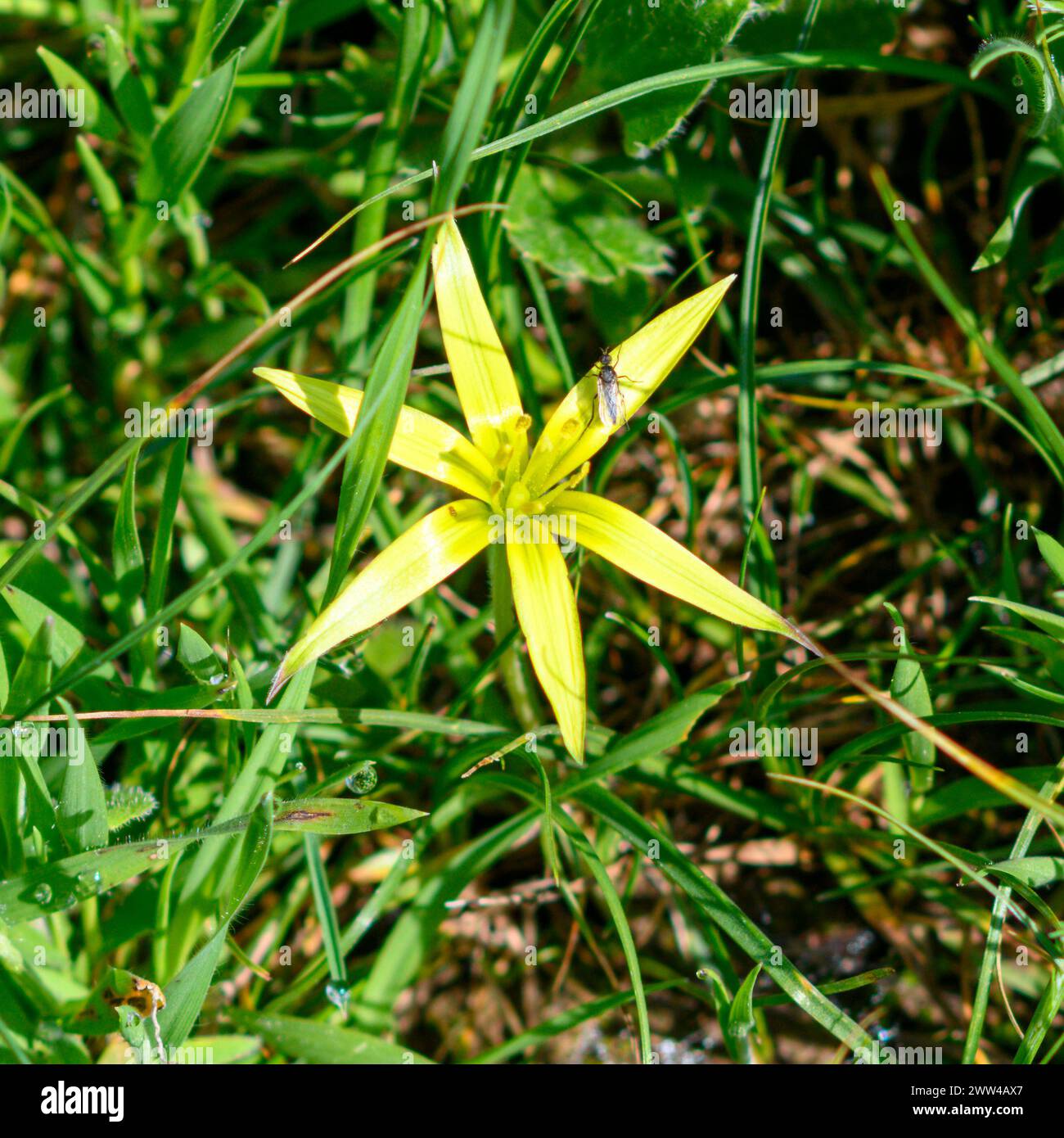 Gold star family hi-res stock photography and images - Alamy