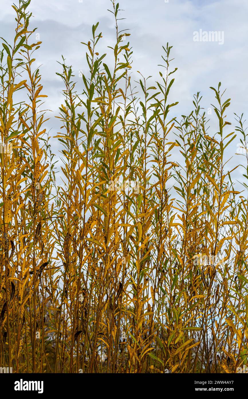 Salix purpurea purple willow or osier is a species of Salix native to ...