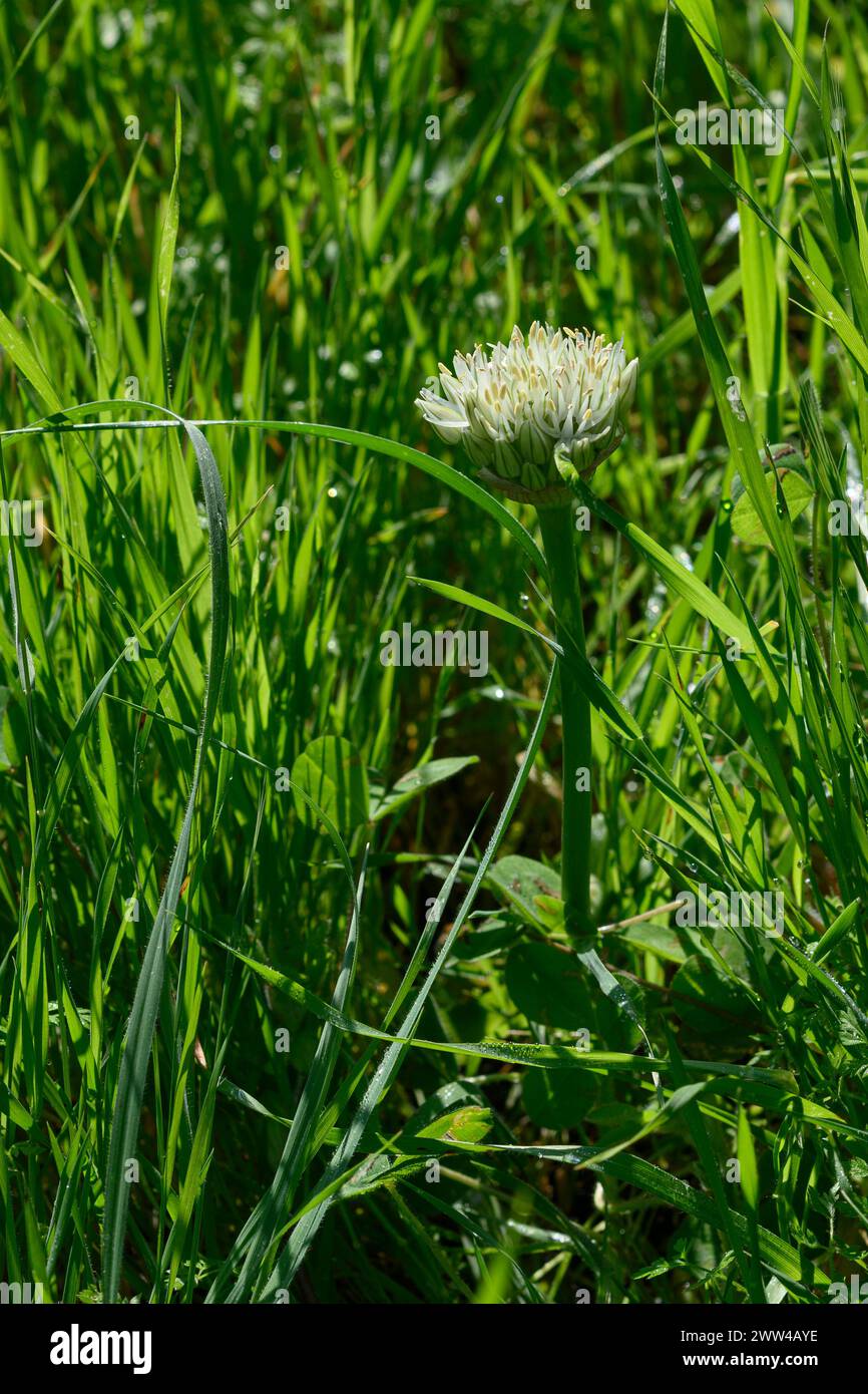 Oriental Garlic Allium israeliticum Previously Used Name: Allium ...