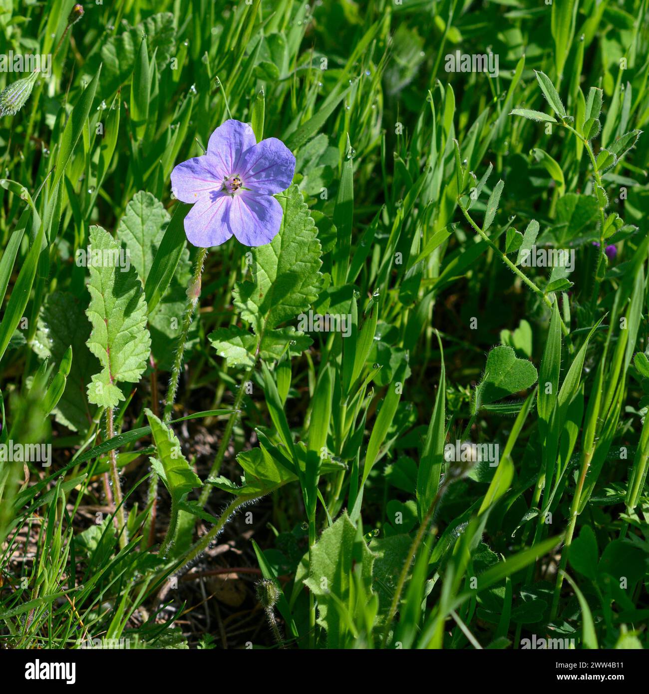 Storksbill geranium hi-res stock photography and images - Alamy